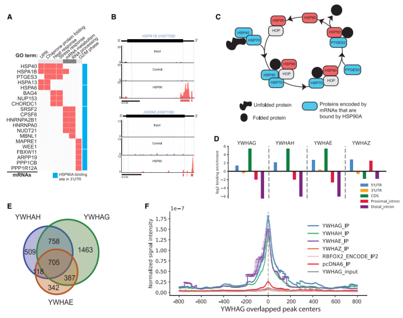 已预测1000多个RNA结合蛋白，加州大学团队提出AI生信模型，填补RNA结合蛋白的认知空白 - 知乎
