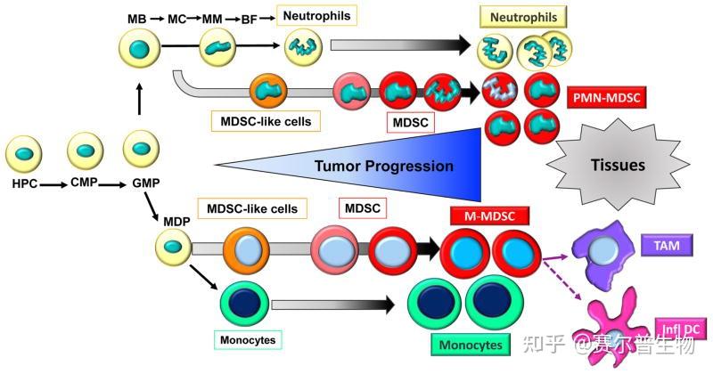 肿瘤微环境中的4大免疫抑制细胞：Treg、TAMs、MDSCs、CAFs - 知乎