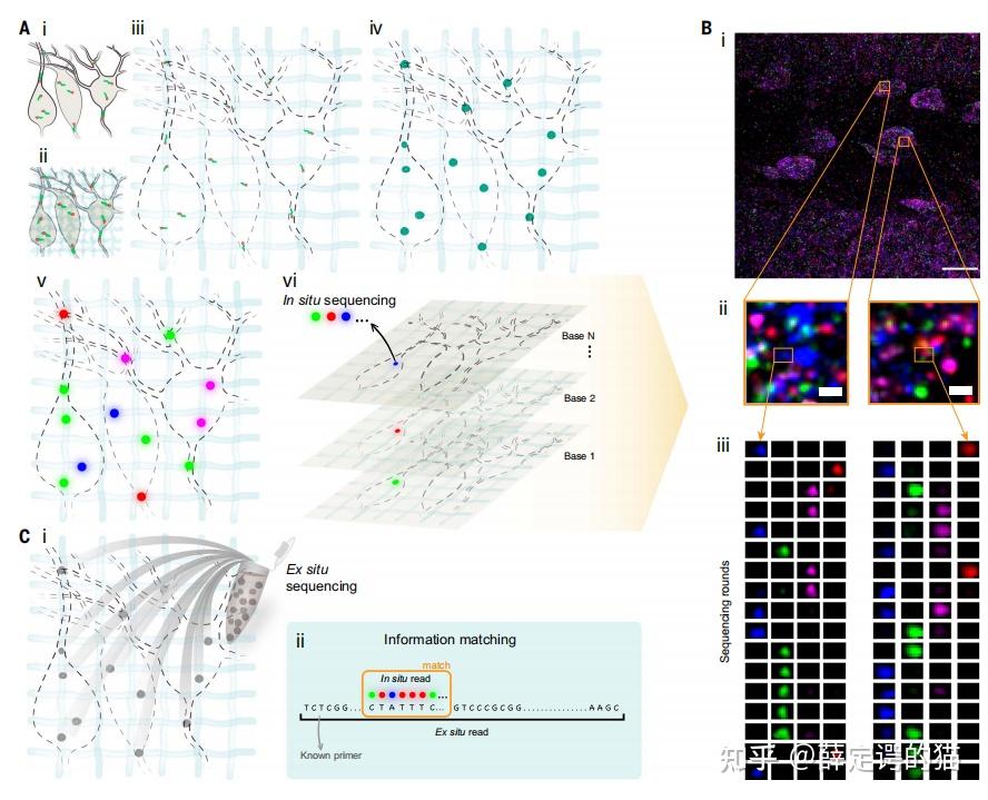 Ex-Seq:完整生物系统中空间精确的原位转录组学研究 - 知乎