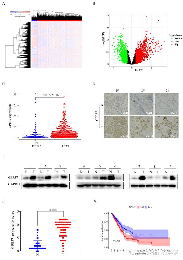 Pharmacol Res |温州医科大学黄晓颖/赵承光团队研究发现GPR37有望成为肺腺癌治疗的新靶点 - 知乎