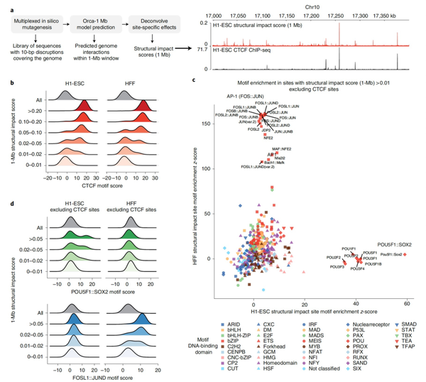 Nat. Genet. | 从碱基到染色体尺度的三维基因组结构的序列建模 - 知乎