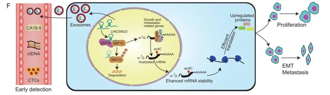 科研思路丨J Hematol Oncol（IF23+）丨外泌体lncRNA测序助力发现LINC00623促进胰腺癌进展的分子机制 - 知乎