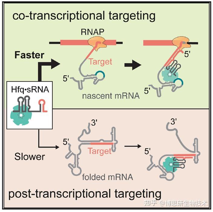 Mol Cell | 小RNA和核蛋白Hfq通过结合新生RNA调控基因表达 - 知乎
