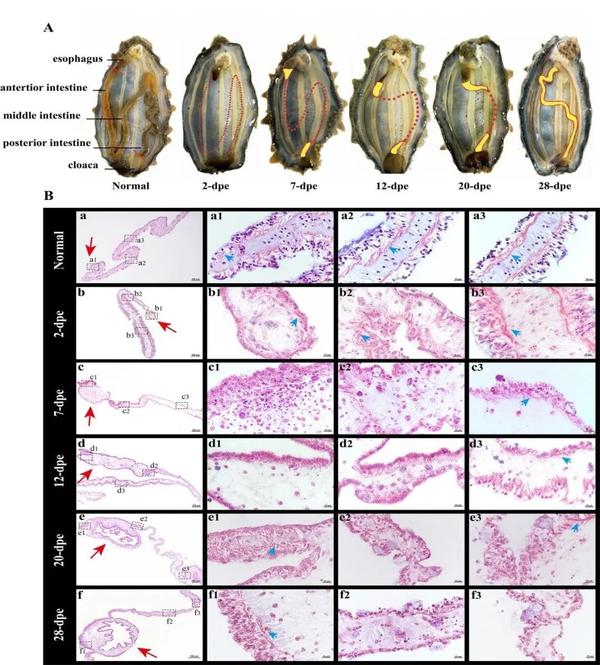 Cell Prolif︱李成华团队揭示仿刺参肠再生的分子调控机制 - 知乎