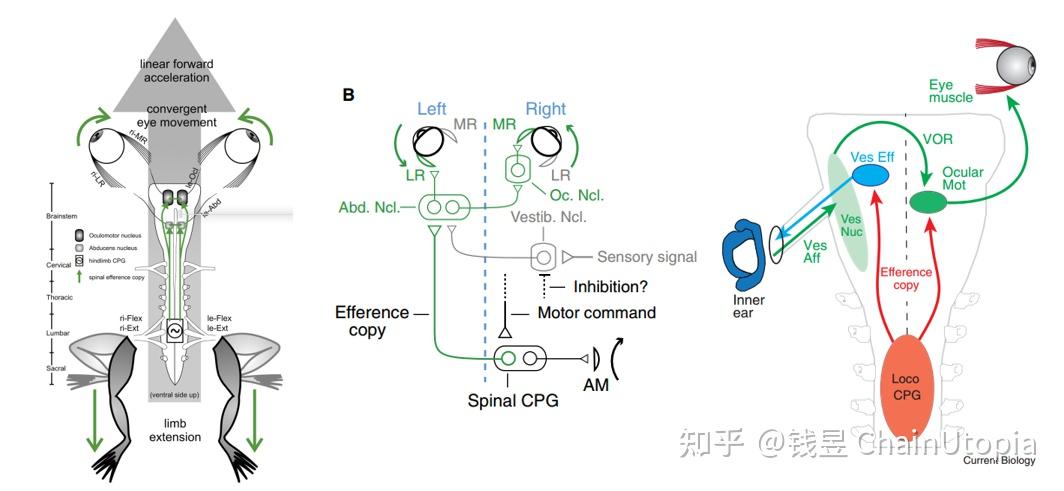 脊髓向大脑传递了什么信息？ - 知乎