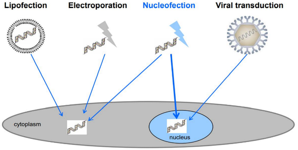 外源基因写给细胞的一封情书，Nucleofector™技术来助攻 - 知乎