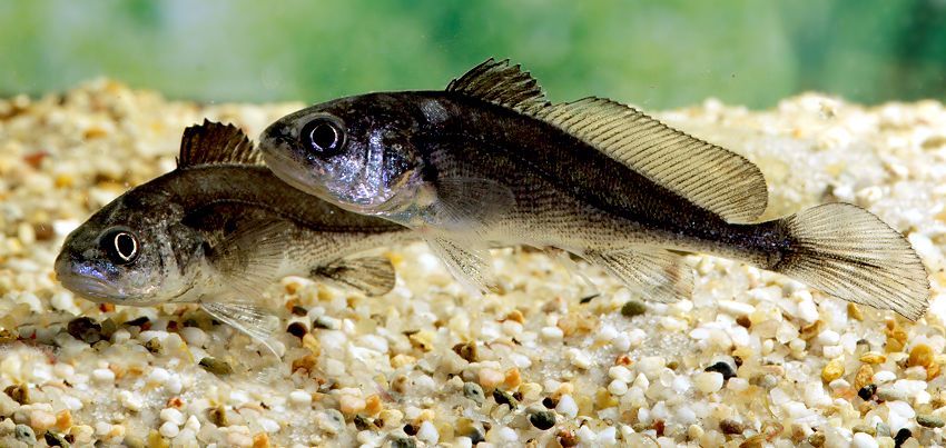 唯一一种国一海鱼，几乎被吃没了，吃的还不是它的肉？ - 知乎