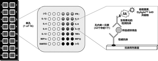 技术 | 各种不同的ELISA检测技术 - 知乎