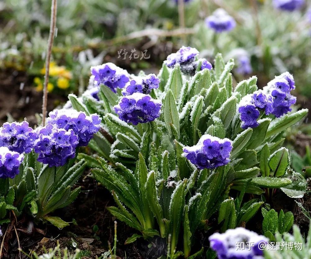 每周野花系列第九期——报春花（1） - 知乎