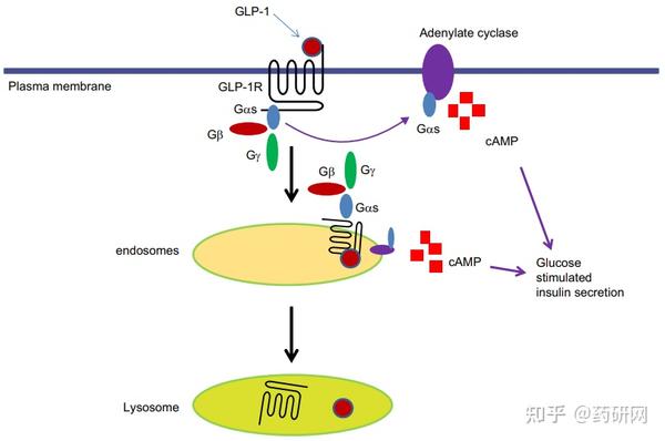 降糖&减重明星靶点：GLP1R/GCGR/GIPR/FGF21 - 知乎