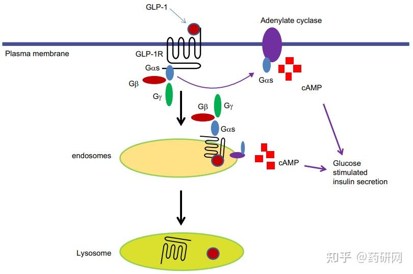 降糖&减重明星靶点：GLP1R/GCGR/GIPR/FGF21 - 知乎