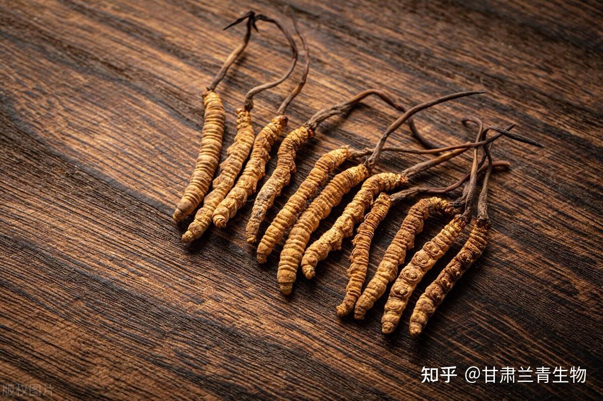 虫草有人工培植的吗？【兰青生物】 - 知乎