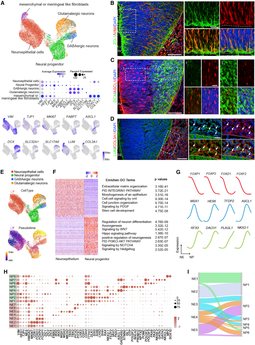 Cell Stem Cell | 人类下丘脑发育的时空转录组动态特征 - 知乎