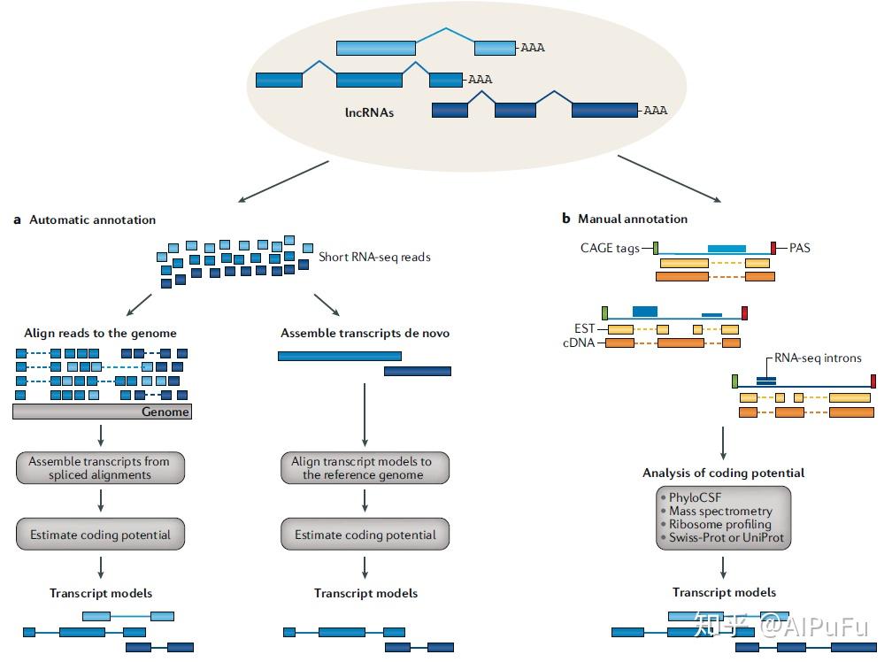 一文读懂长非编码RNA（lncRNA）的分类、功能及测序鉴定方法 - 知乎