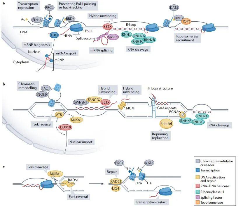 Nat Rev | R-环和RNA-DNA杂交序列的来源与功能 - 知乎