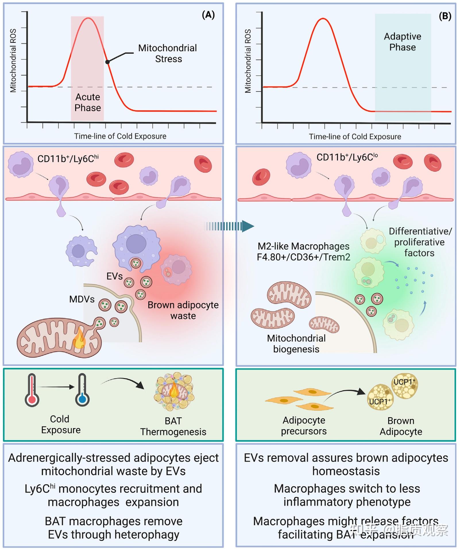 棕色脂肪组织中的线粒体质量控制机制 - 知乎
