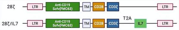 文献解读 | IL-7转基因调节CAR-T细胞抗肿瘤持久性研究 - 知乎