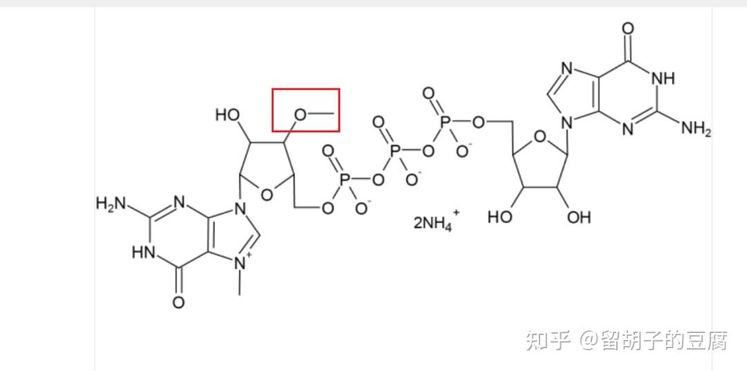 mRNA合成|深度解析mRNA甲基化和帽子结构 - 知乎