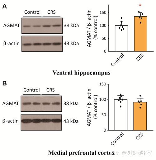 Neuropharmacology︱首都医科大学蔡翔团队发现调控海马脑区AGMAT基因表达能够促进兴奋性突触传递，有效缓解因不良应激引起的抑郁 ...