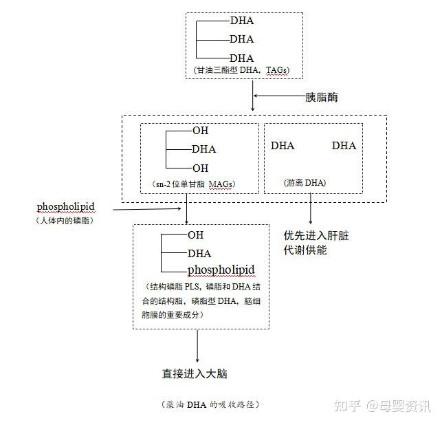 更高吸收率！ sn-2 位DHA助力营养品食品厂家产品升级 - 知乎