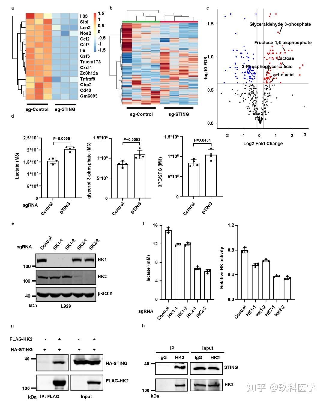 STING通路又登顶刊，看看21.3分的文章如何揭示STING的新功能 - 知乎