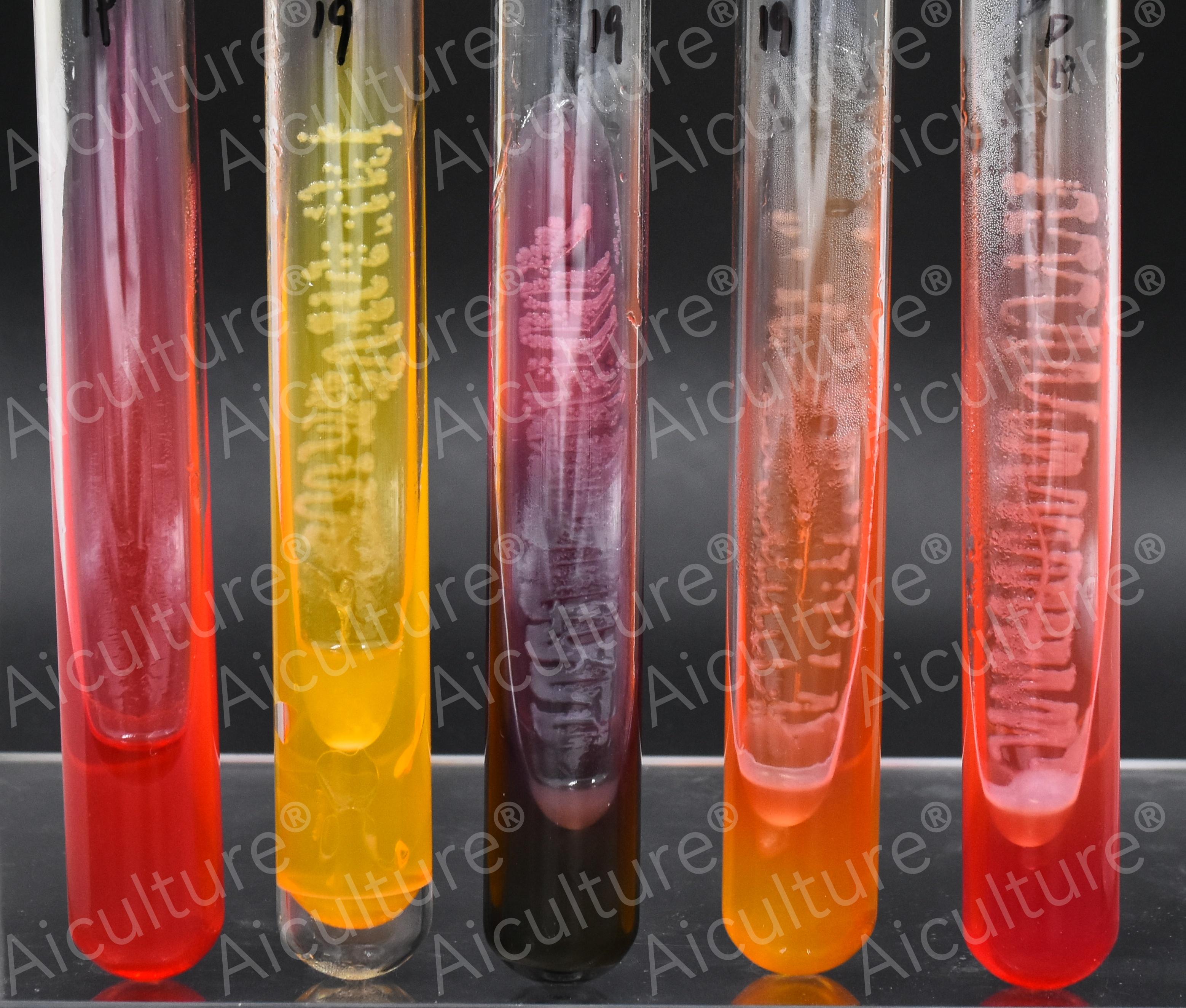 Aiculture|GB 4789.4-2024 沙门氏菌检验培养基原理解析 - 知乎