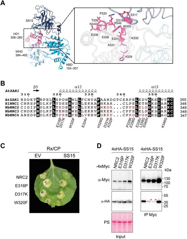 Science Advances | 研究通过辅助型NLR的生物工程化“复活”植物抗病蛋白！ - 知乎