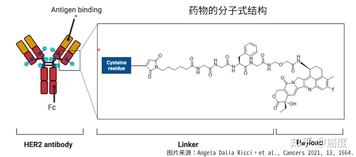 DS-8201用于HER2的晚期肺癌的治疗机会，三期临床试验招募 - 知乎