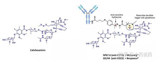 收藏！ADC全景概况（payload，linker，conjugate和Endocytosis） - 知乎