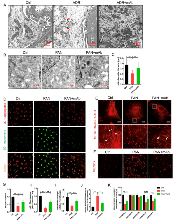 Cell Death Dis｜徐虹团队自主研发抗ANGPTL3单克隆抗体靶向修复足细胞损伤 - 知乎