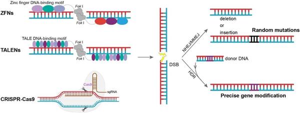 CRISPR | CRISPR-Cas系统基因编辑技术在微生物工程中的应用 - 知乎