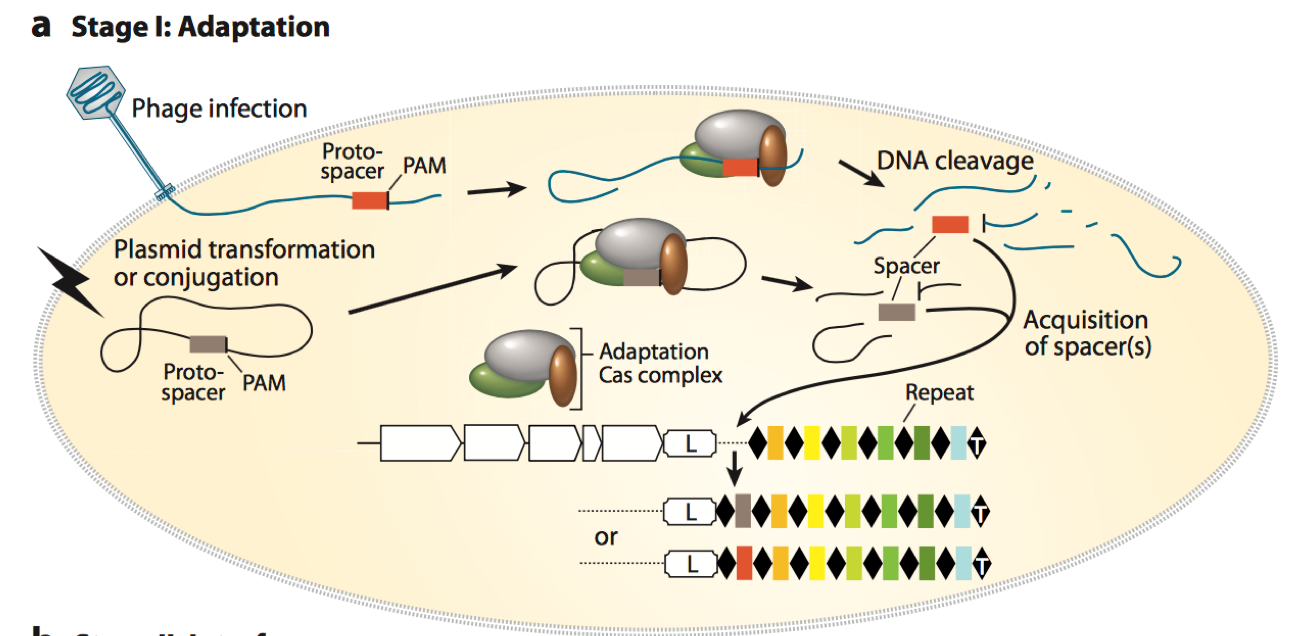 详解CRISPR/Cas系统与其应用 - 知乎