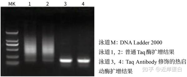 Taq antibody提高PCR扩增特异性的机制 - 知乎