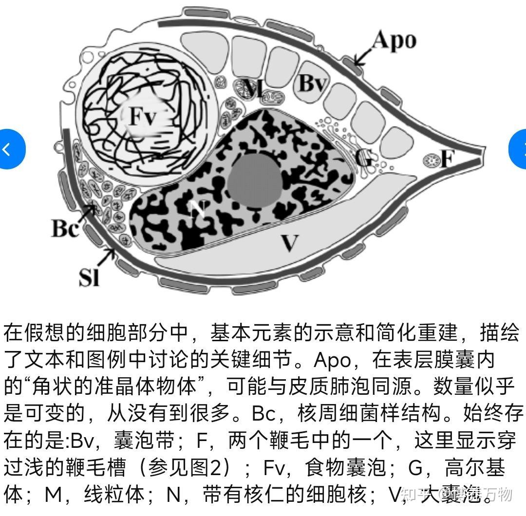 网鞭虫门Telonemⅰa ：形态特征最原始的色藻，却身世成谜 - 知乎