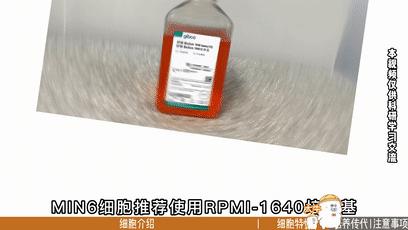 MIN6细胞培养，小鼠胰岛β细胞株培养攻略-丰晖生物 - 知乎