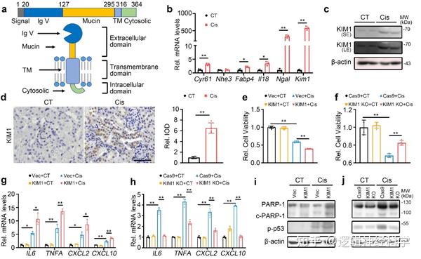Nat Commun︱武汉大学郑凌/华中科技大学黄昆课题组联合发现肾脏YY1-KIM1-DR5轴调控急性肾损伤进展 - 知乎