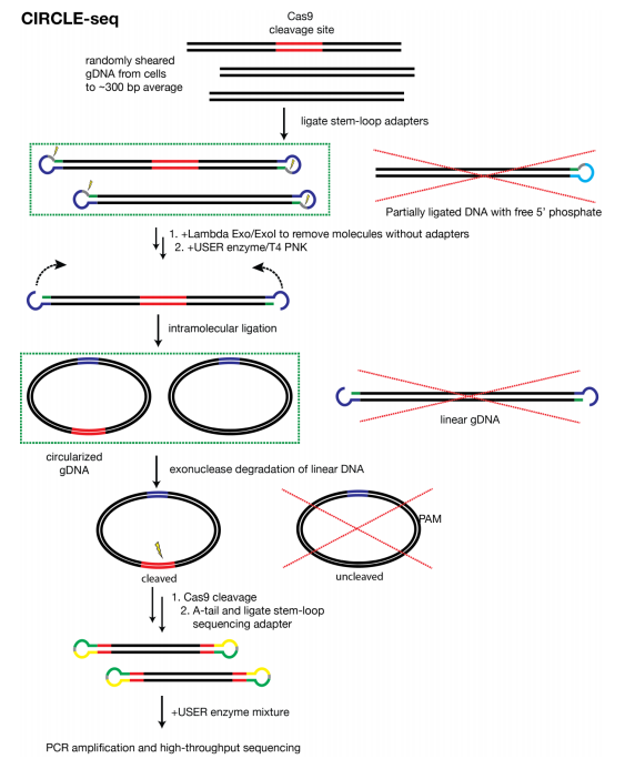 CRISPR系统脱靶检测方法介绍 - 知乎