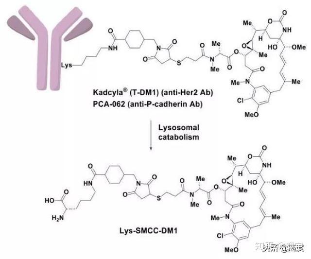 非小细胞肺癌治疗又添新选择！HER2高表达，T-DM1显神威！ - 知乎
