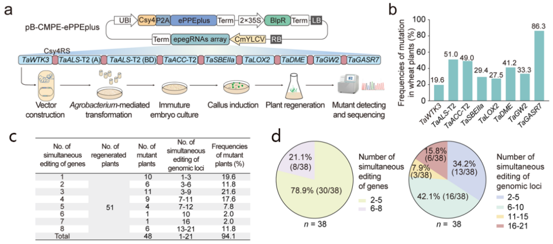 CRISPR screen——极具潜力的高通量筛选技术 - 知乎