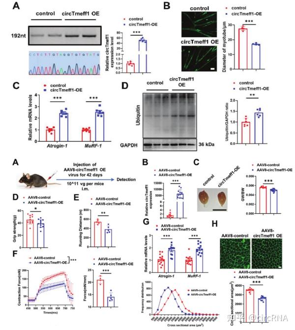 ADV SCI丨上海大学李进和肖俊杰团队解析环状RNA circTmeff1在肌肉萎缩中的机制，提供了全新的治疗靶点 - 知乎