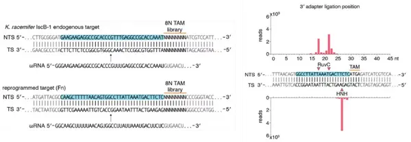 基因编辑的极限在哪里——迷你核酸酶IscB和TnpB的发现 - 知乎