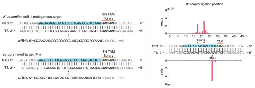基因编辑的极限在哪里——迷你核酸酶IscB和TnpB的发现 - 知乎