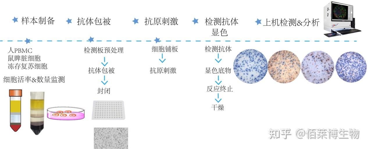 酶联免疫斑点 (ELISPOT)实验服务 - 知乎
