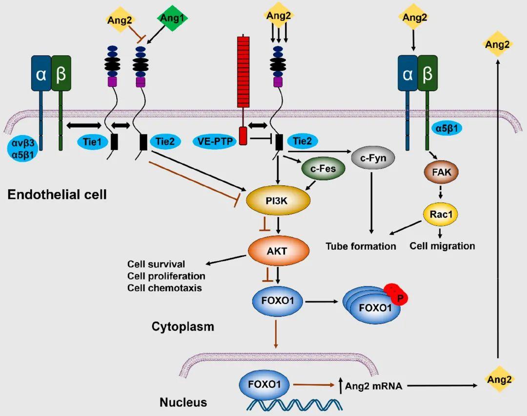 ANG-TIE2轴：肿瘤免疫治疗绕不开的靶点 - 知乎