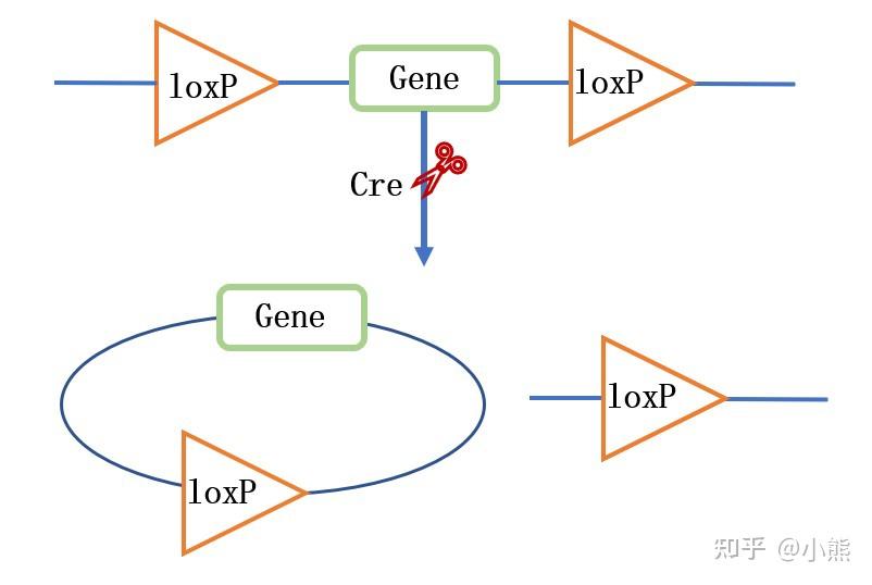 Cre-loxp系统简单介绍 - 知乎