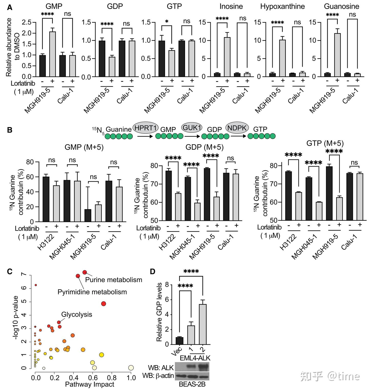 文献分享 | Cell：GUK1激活是肺癌的代谢倾向 - 知乎