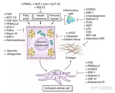 Nature与NEJM大PK：非病毒性肝癌竟然无缘免疫治疗？ - 知乎