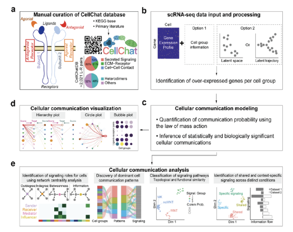 单细胞·细胞通讯 | CellChat - 知乎