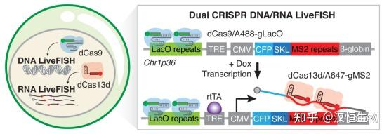 CRISPR-Cas系统的RNA编辑神器——Cas13 - 知乎