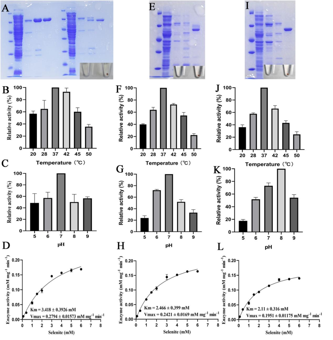 转录组研究揭示多途径介导修复的枯草芽孢杆菌亚硒酸盐还原新机制 - 知乎